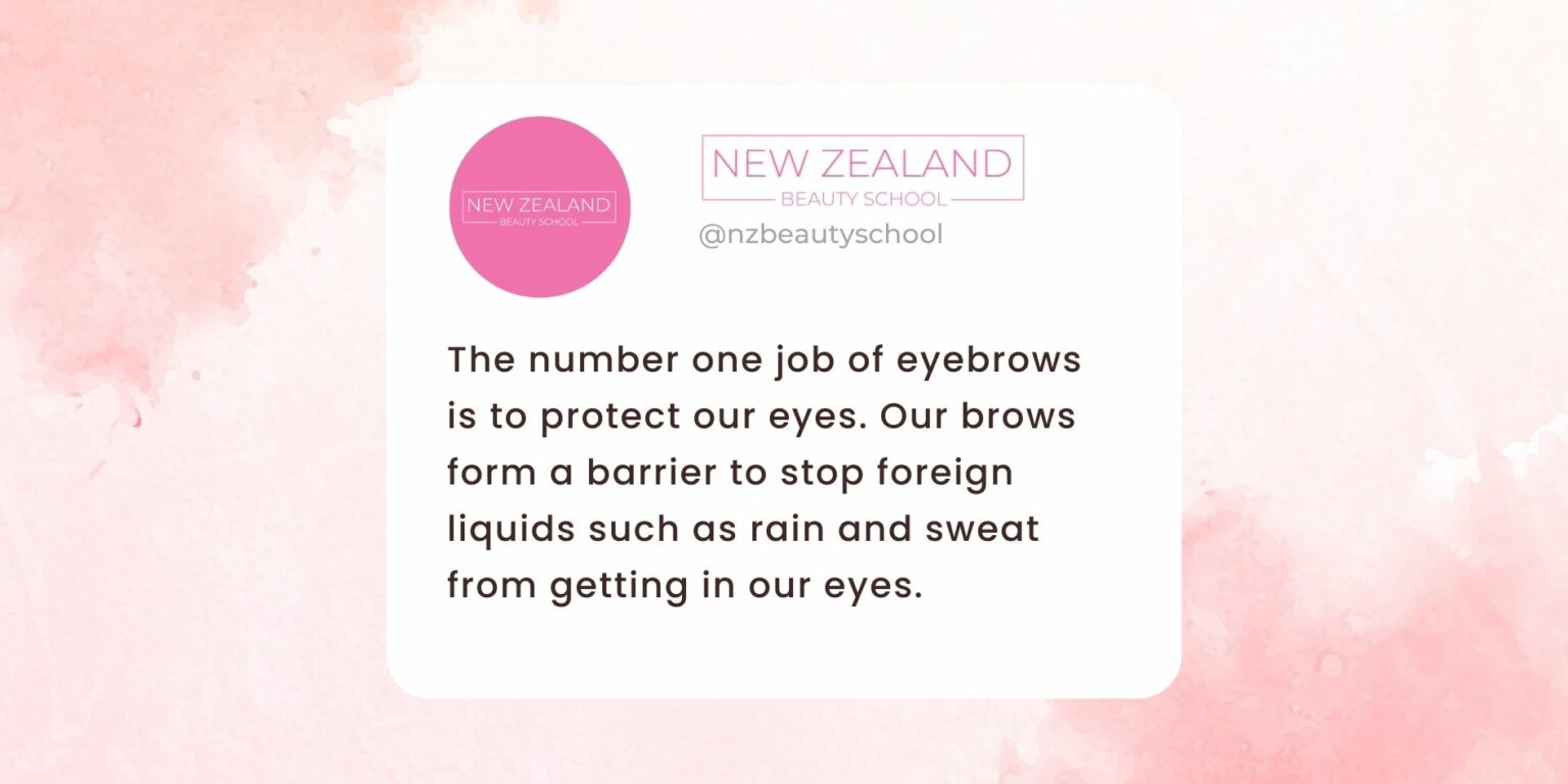 How to Get the Perfect Eyebrow Arch: Shaping Guide | NZ Beauty School